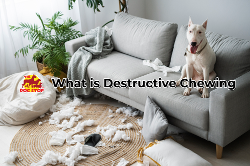 What is destructive chewing? - The Dog Stop®