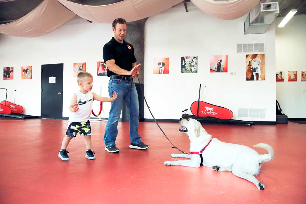 Successfully Introducing Your Dog to Children and Vice Versa - The Dog ...
