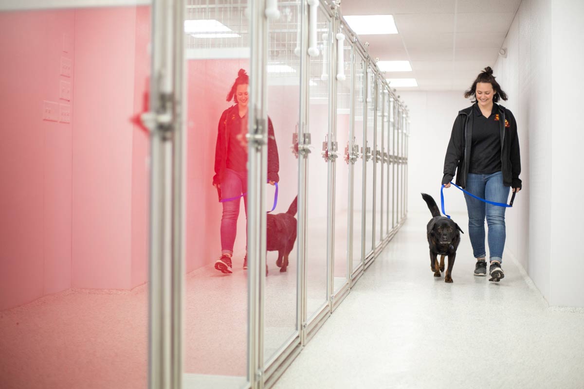 Dog Boarding or Pet Sitter: Which is Best? - The Dog Stop®