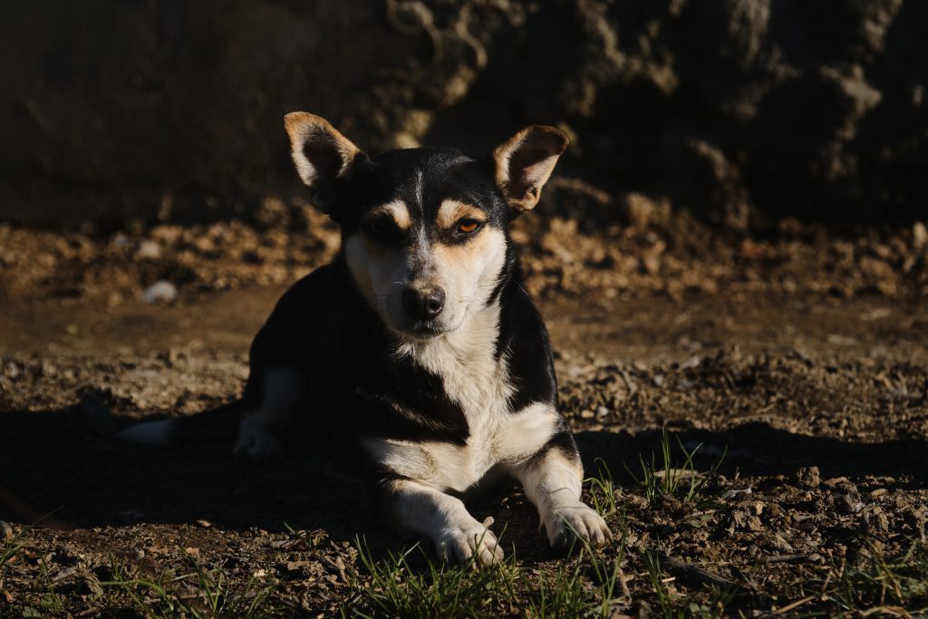 4 Ways A Dog's Body Language 'Speaks' to You - The Dog Stop®