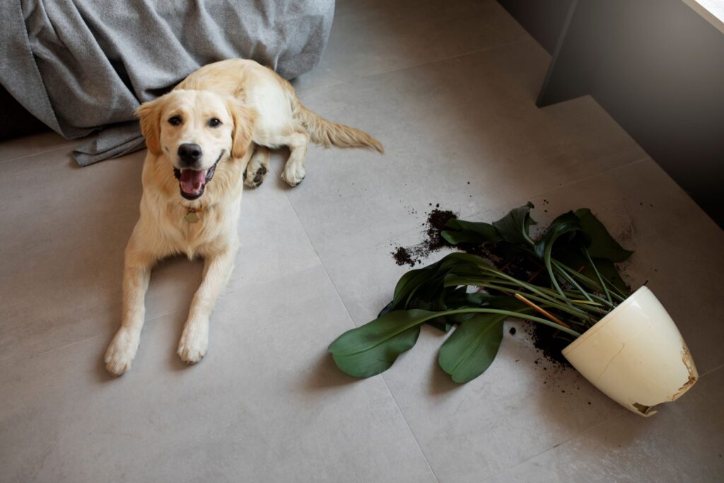 Plant Safety For Dogs: What's Toxic? - The Dog Stop®