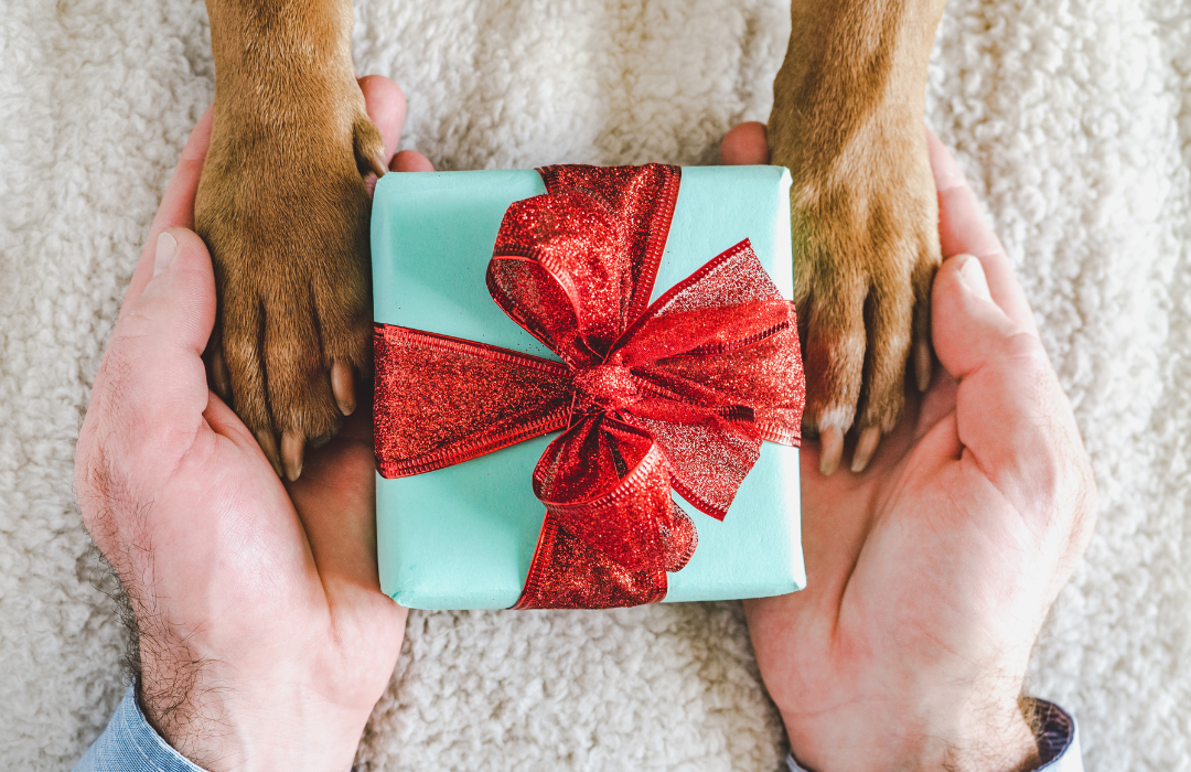 The Top 7 Best Holiday Gift Ideas for Your Dog-The Dog Stop®