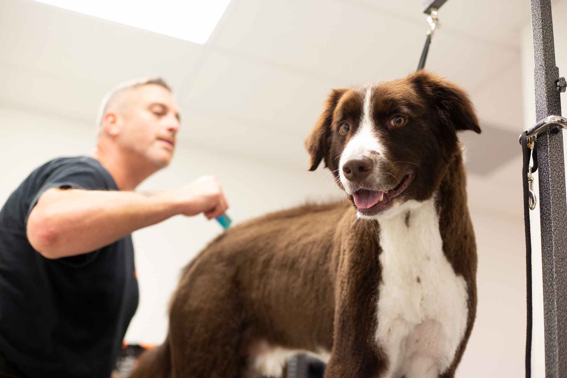 Grooming 101 for New Dog Owners - The Dog Stop®