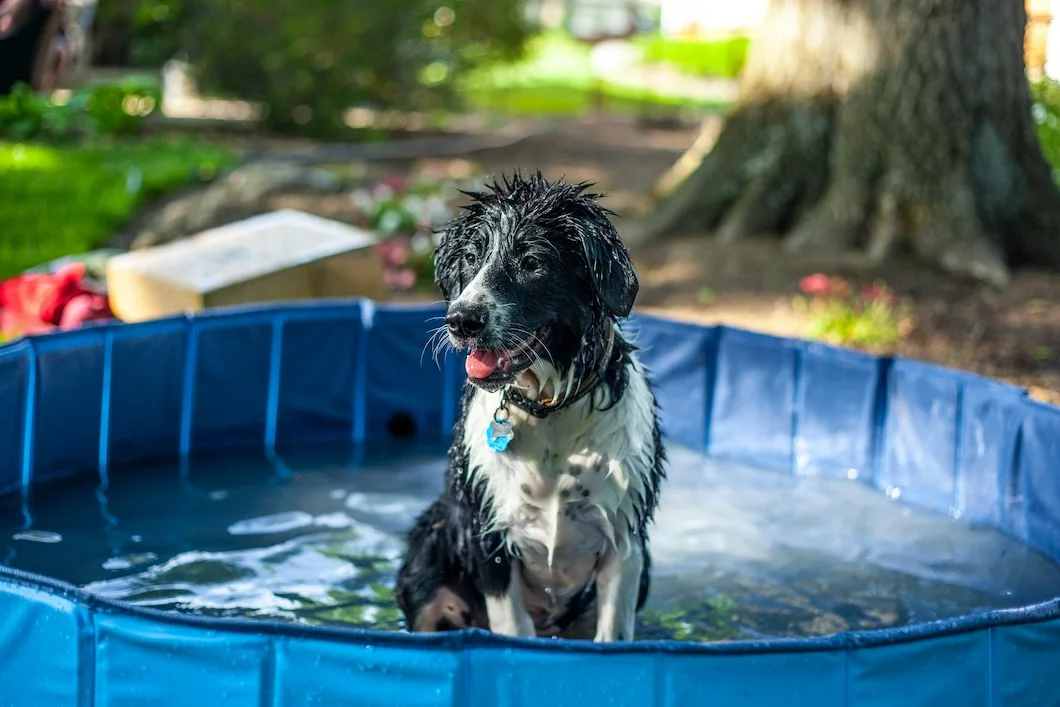 Best dog pools 2024, according to vets and trainers - The Dog Stop®